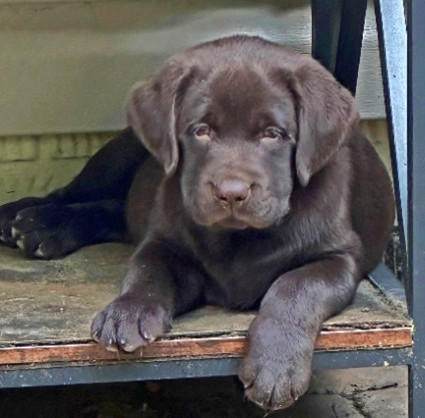 Breeder Listings - The Labrador Retriever Club of the Potomac
